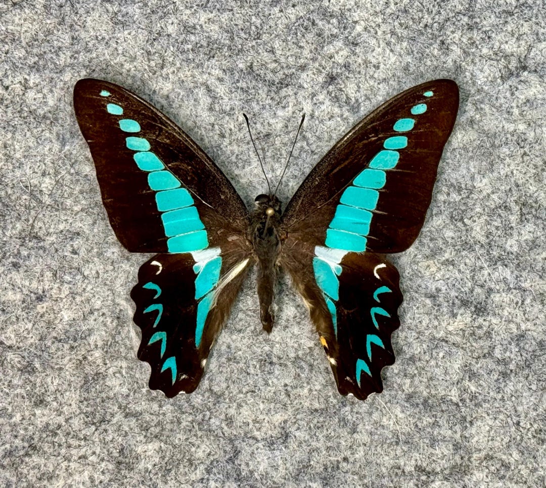 Milon’s Swallowtail Butterfly, Graphium Milon, Unmounted (wings FOLDED ...