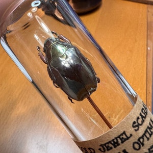 Rare Gold Jewel Scarab Beetle, Chrysina Optima, in a Bell Jar, Cloche ...