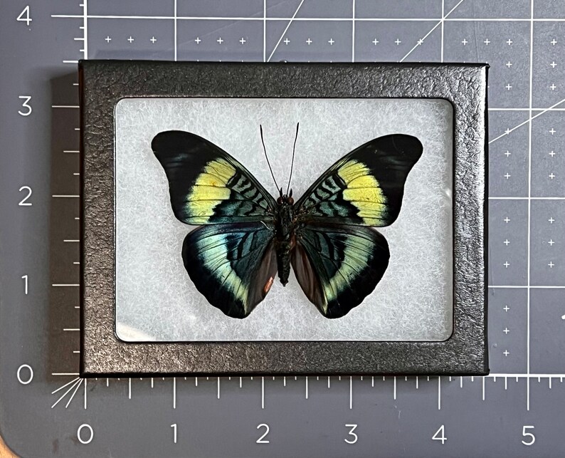 Red Flasher Butterfly Panacea Prola Wings Closed OR Mounted - Etsy