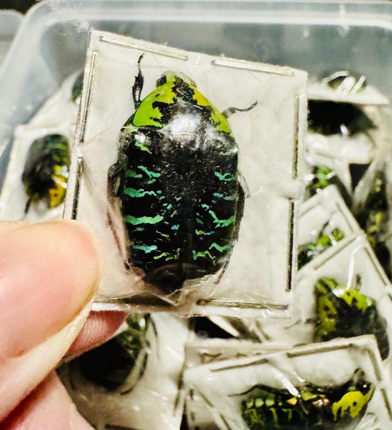 Malagasy Green Flower Beetle, Euchroea Coelestis Coelestis, UNMOUNTED ...