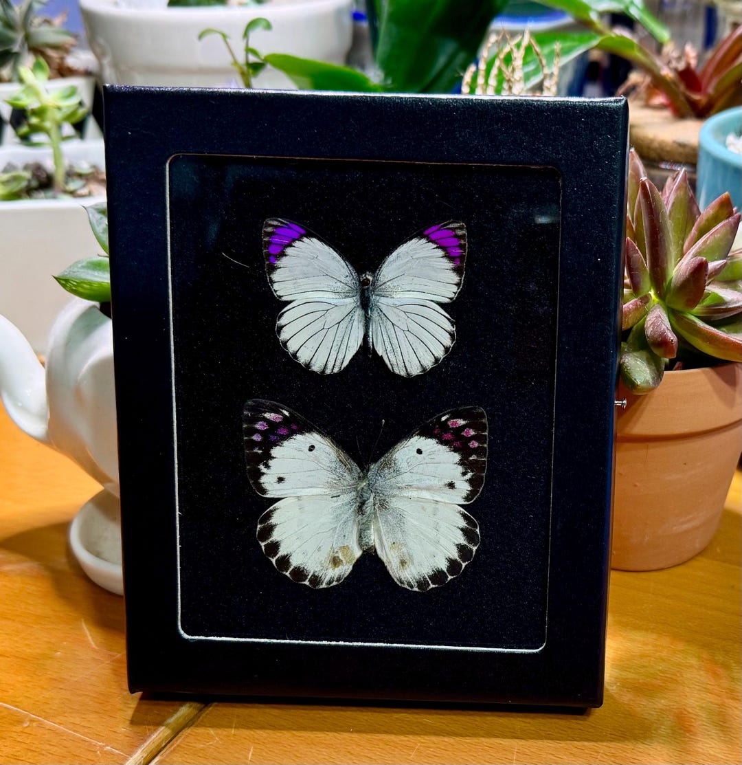 Queen Purple Tip Butterfly, Colotis Regina, Rare Male & Female Pair ...