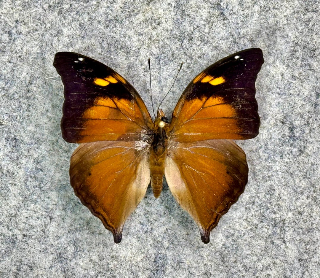 The Australian Leafwing Butterfly, Doleschallia Polibete Maturitas, UNMOUNTED (wings Closed ...