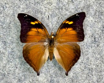 Haetera Piera, Amber Phantom Glass Wing Butterfly, Male, Nymphalidae ...
