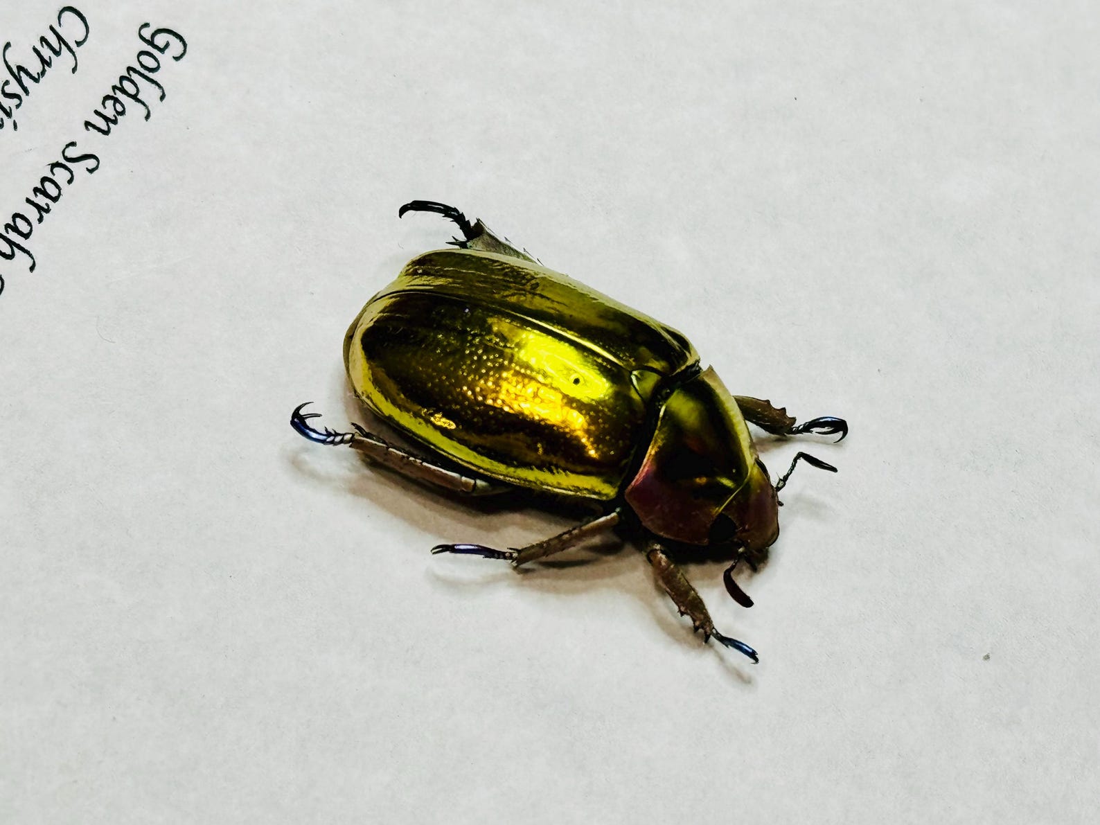 Chrysina Aurigans, RARE Shiny Golden Scarab Beetle, XL Size (30.6 Mm ...
