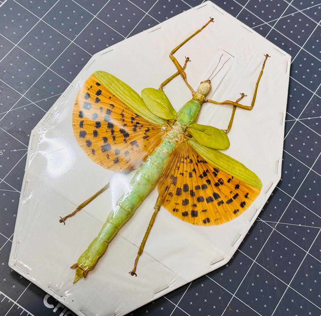 HUGE Spotted-gold Walking Stick, Paracyphocrania Major, Female, Mounted ...