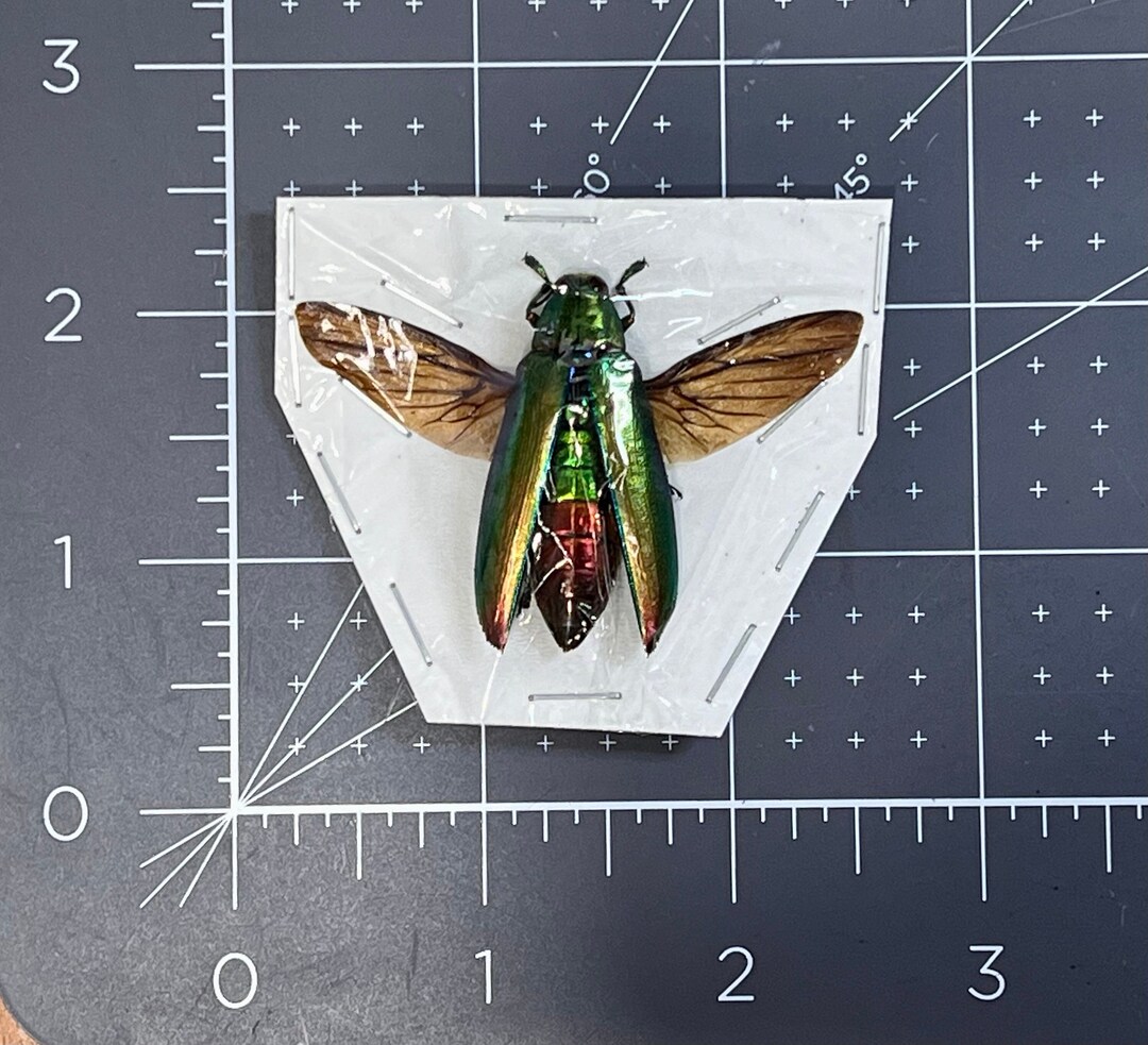 Copper-green Jewel Beetle, Chrysochroa Aurora, Mounted (spread ...
