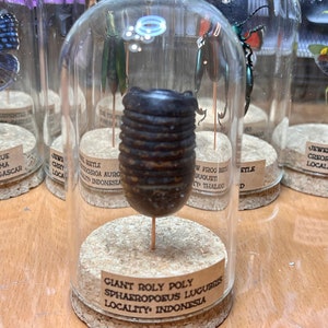 Giant Roly Poly Pill Bug, Sphaeropoeus Lugubris, Mounted in a Bell Jar ...