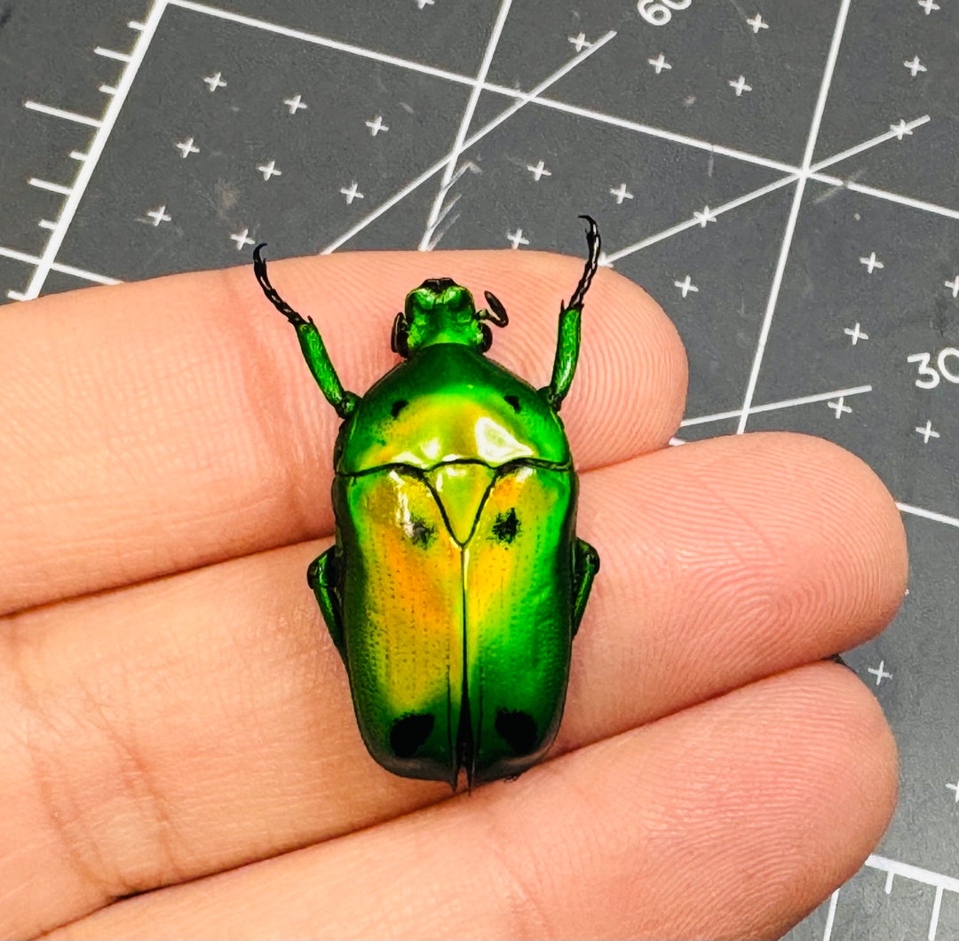 Fiery Green Flower Beetle, Heterorrhina Sexmaculata Sexmaculata ...