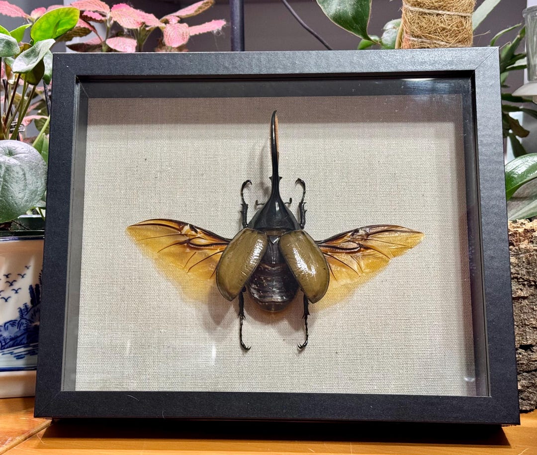 Huge Hercules Beetle, Dynastes Hercules Lichyi, 127mm, Mounted (wings ...