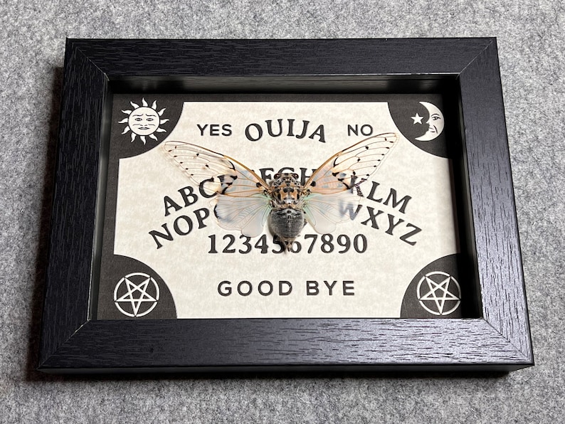 Ghost Cicada, Ayuthia Spectabile, Mounted and Framed on a Ouija Board ...