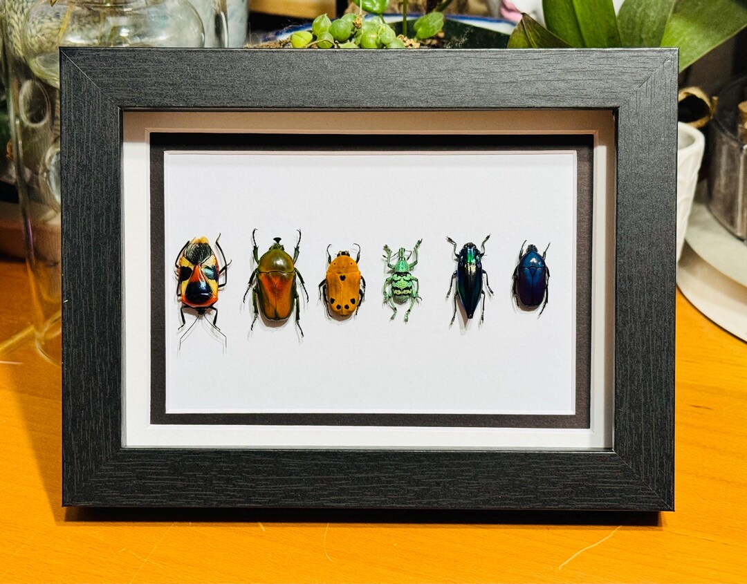 LGBTQ Pride Themed Rainbow Beetle Collage, Mounted and Framed in a ...