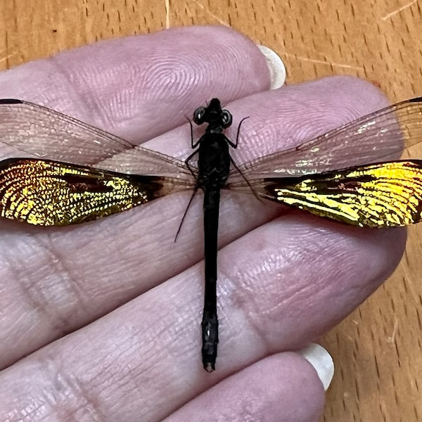 Dragonfly Wing - Etsy