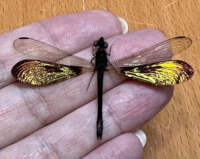 Gold Damselfly, Rhinocypha Anisoptera, Mounted (wings Spread ...