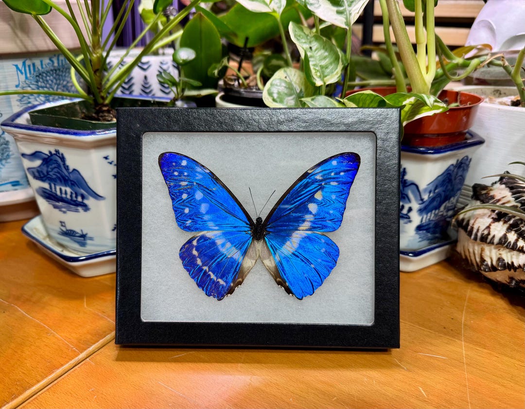 RARE Blue Cypris Morpho Butterfly, Morpho Cypris, Mounted (wings Spread ...