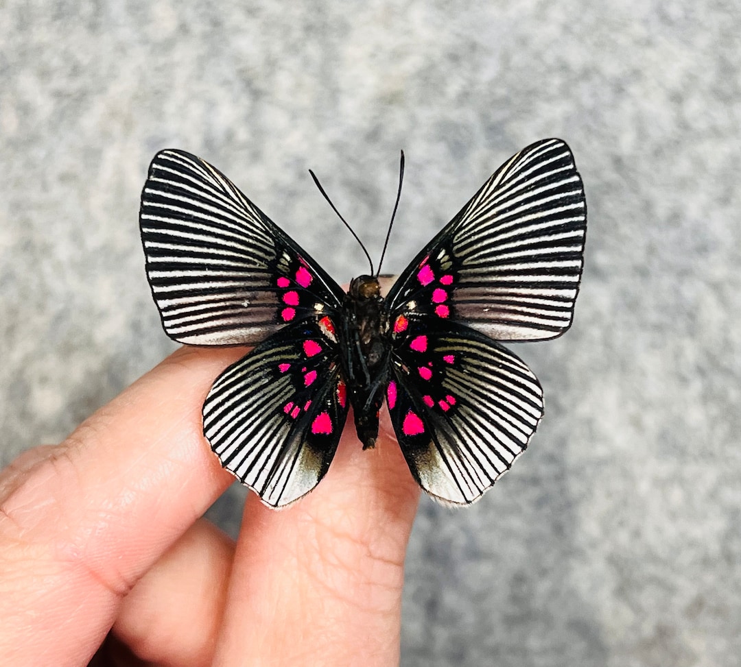 Apollo Metalmark Butterfly, Lyropteryx Apollonia, UNMOUNTED (wings ...