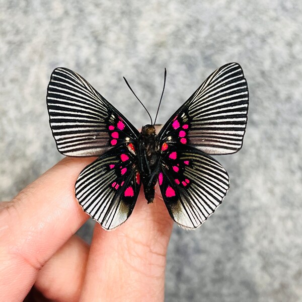 Real Butterfly Framed - Etsy