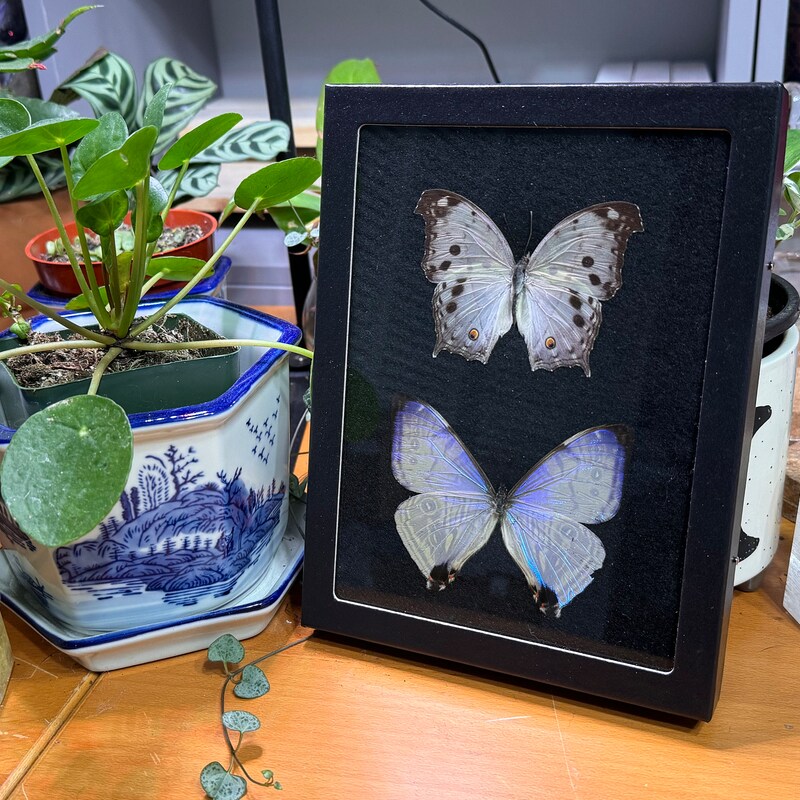 Real Butterfly Framed - Etsy