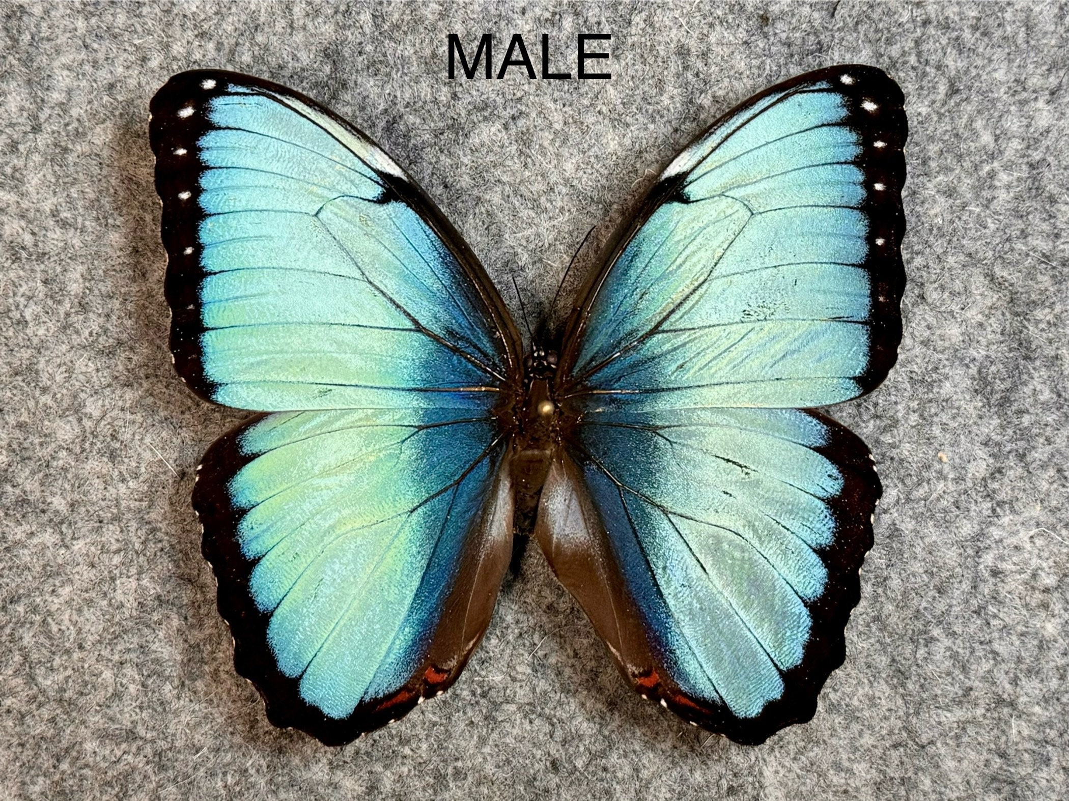 Morpho Peleides, Blue Emperor Morpho Butterfly, Male OR Female, Wings ...