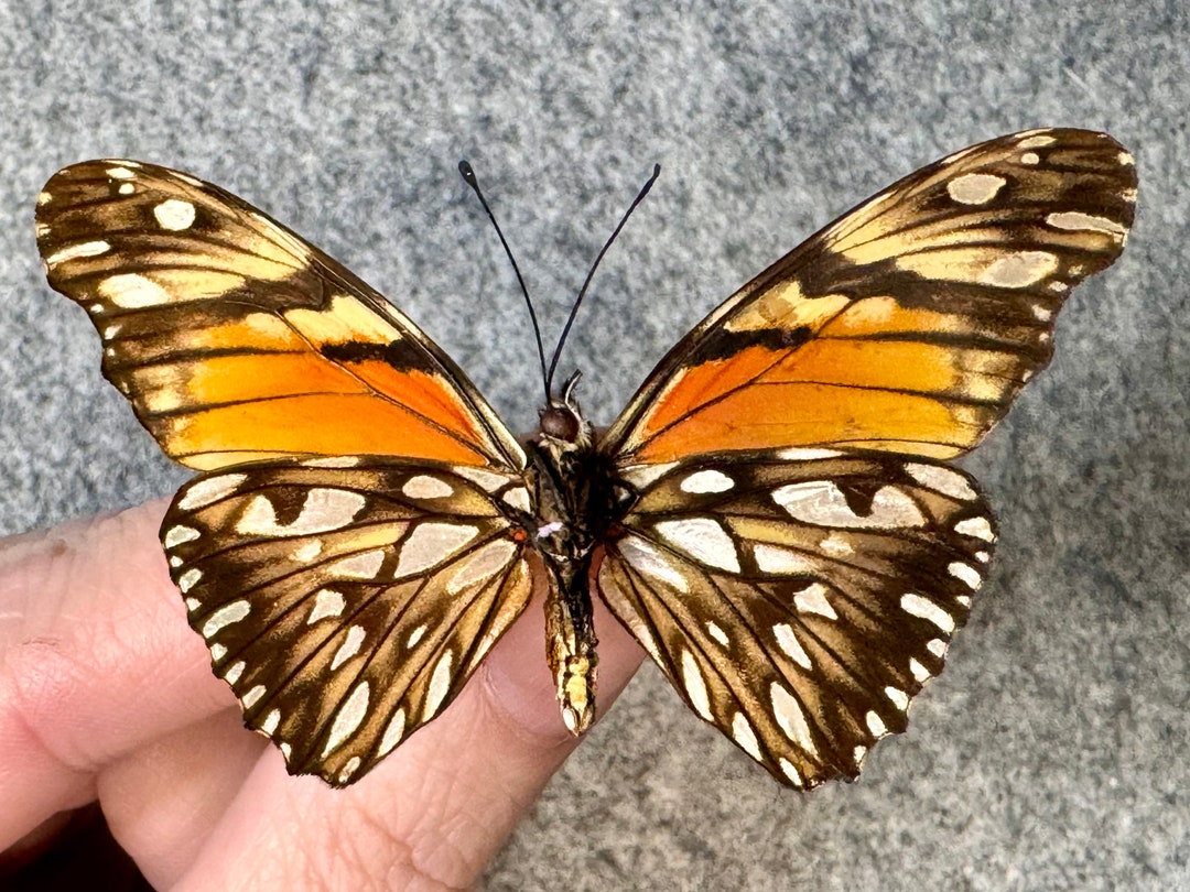 The Juno Longwing Butterfly, Dione Juno, UNMOUNTED (wings FOLDED), Preserved, Dried, Real ...