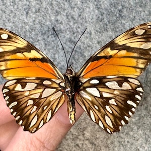 The Juno Longwing Butterfly, Dione Juno, UNMOUNTED wings FOLDED ...