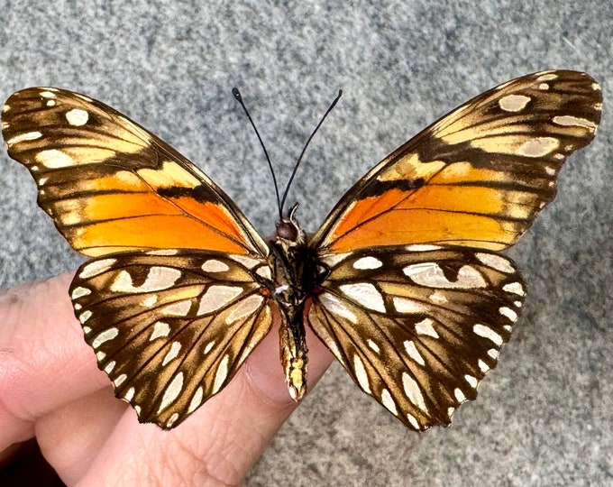 The Juno Longwing Butterfly, Dione Juno, UNMOUNTED (wings FOLDED ...