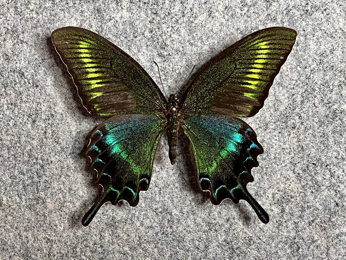 Alpine Black Swallowtail Butterfly, Preserved Papilio Maackii ...