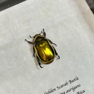 Chrysina Aurigans, RARE Shiny Golden Scarab Beetle, XL Size (30.6 Mm ...