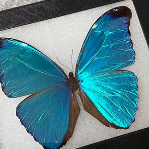 RARE Morpho Absoloni Butterfly, Mounted (wings Spread) in a Riker Mount ...