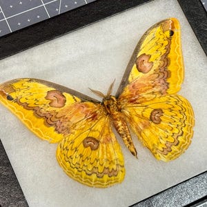Oberthür's Silkmoth, Loepa Oberthuri, Rare, Mounted (wings Spread) and ...