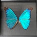 Rare Neon Blue Morpho Butterfly, Morpho Absoloni, Mounted (wings Spread ...