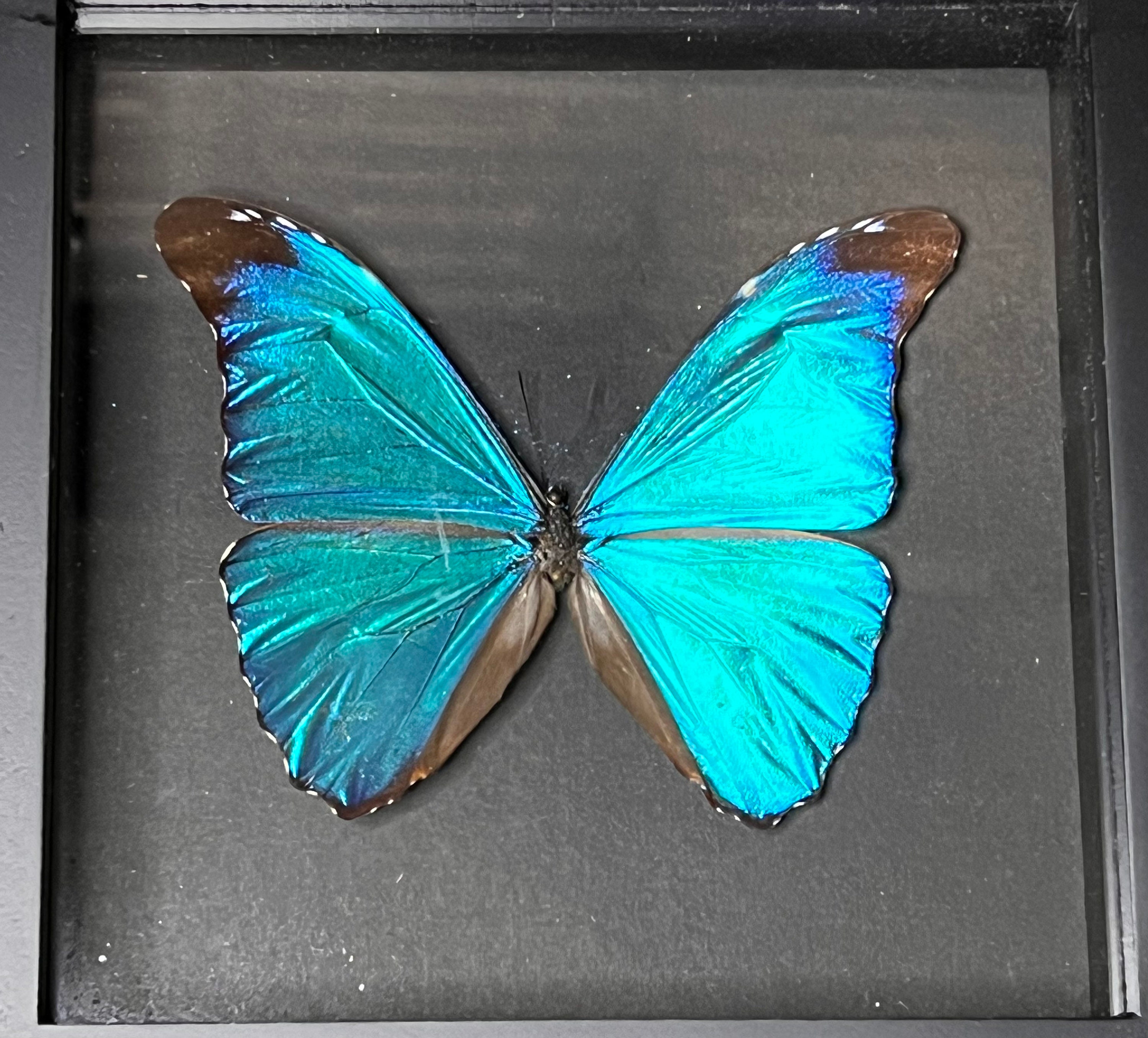 Rare Neon Blue Morpho Butterfly, Morpho Absoloni, Mounted (wings Spread ...