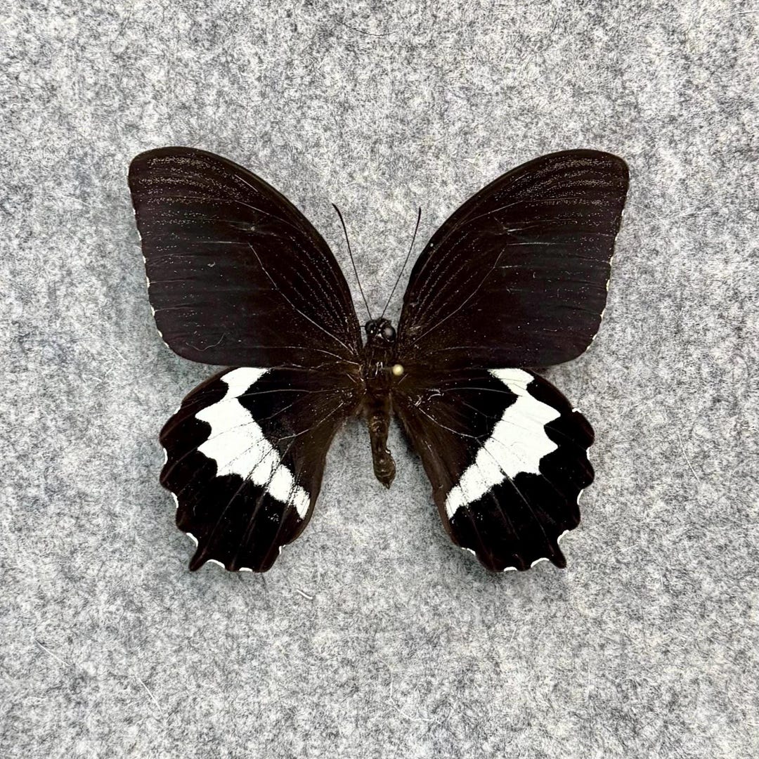 Papilio Heringi, Swallowtail Butterfly, UNMOUNTED (wings FOLDED ...