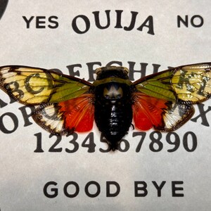 Rare Cicada, Salvazana Imperialis, Mounted and Framed on a Ouija Board ...