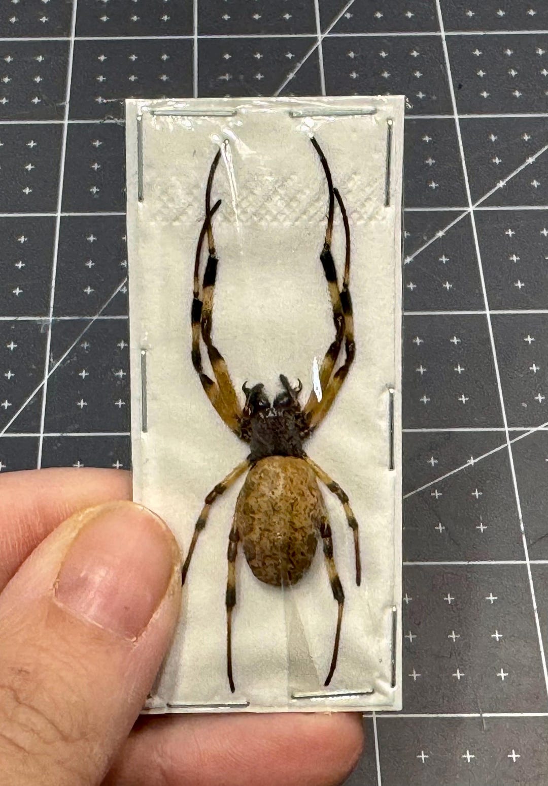 Asian Hermit Spider, Nephilengys Malabarensis, Female, A1, UNMOUNTED ...