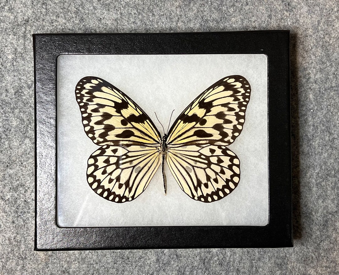 Framed Rice Paper Butterfly, Idea Leuconoe, Real Insect Specimen - Etsy