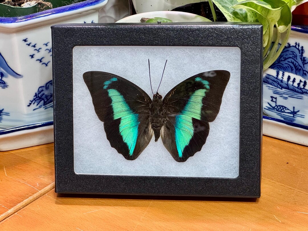 The White Spotted Prepona Butterfly, Prepona Amphimachus, Mounted ...