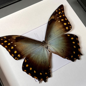 Rare Morpho Amphitryon Butterfly, Male, Mounted and Framed in a Black ...