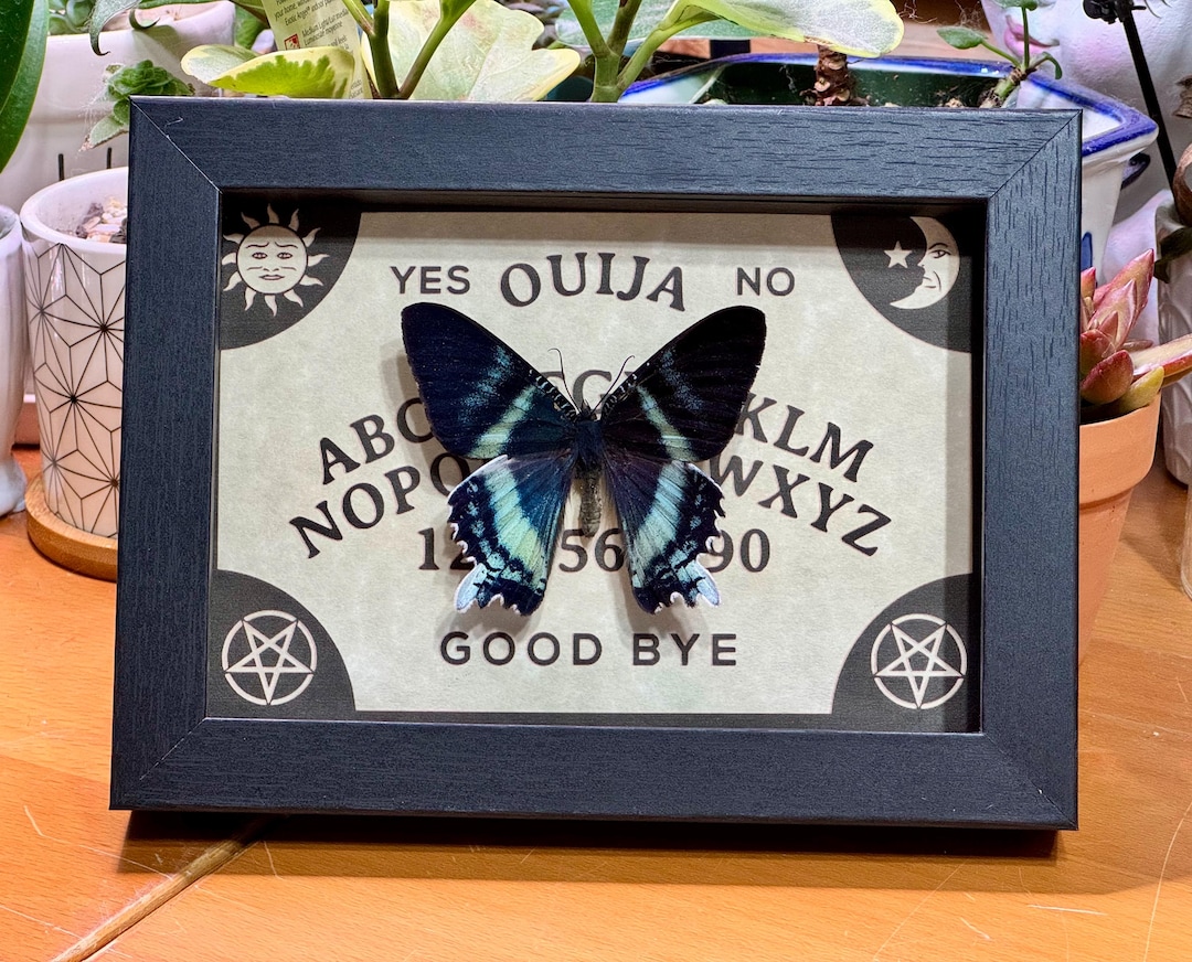 Framed Zodiac Moth Specimen, Alcides Orontes on Ouija Board, Black ...