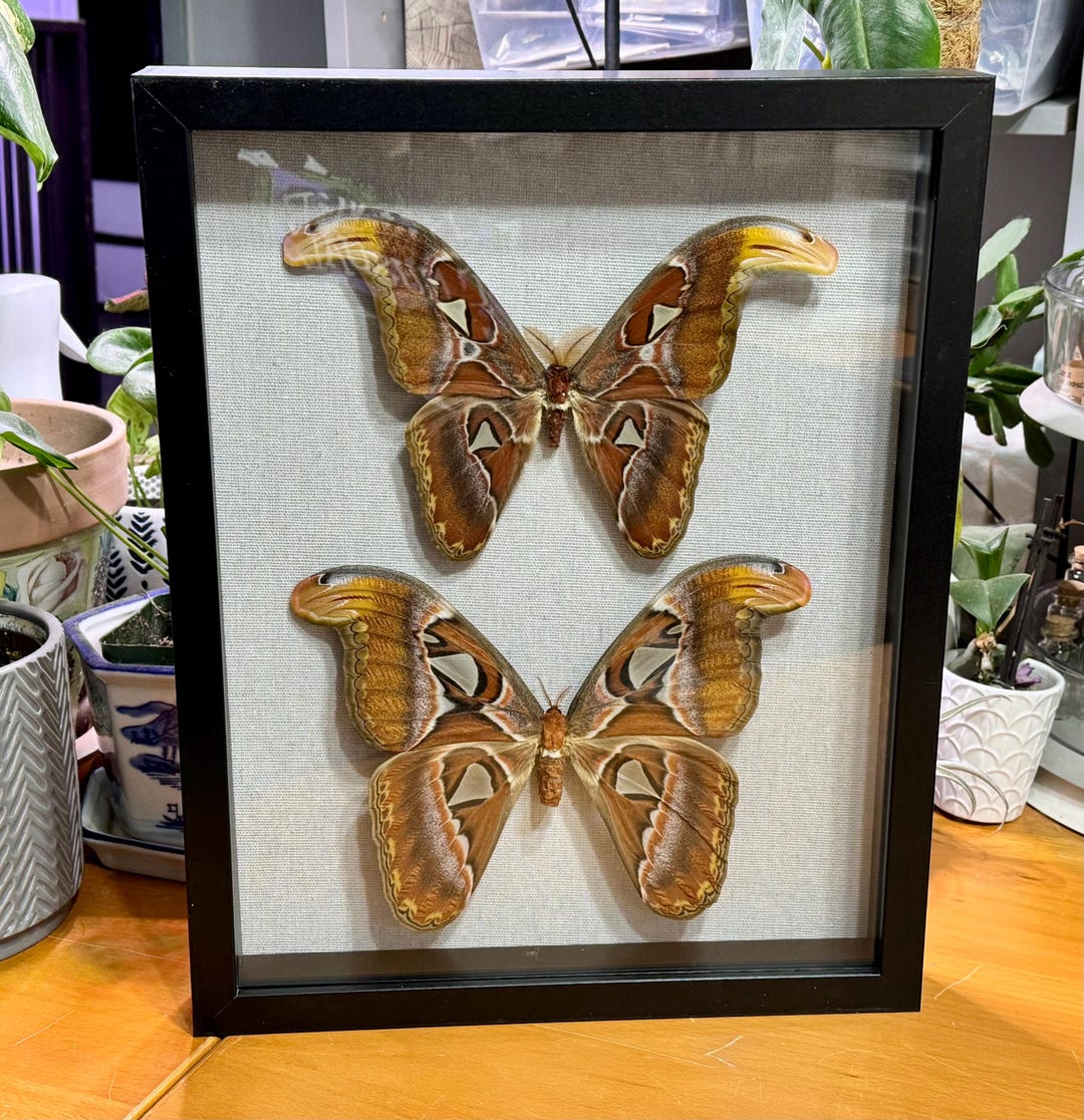 Huge Atlas Moth Male Female Pair, Attacus Atlas, Mounted and Framed in ...