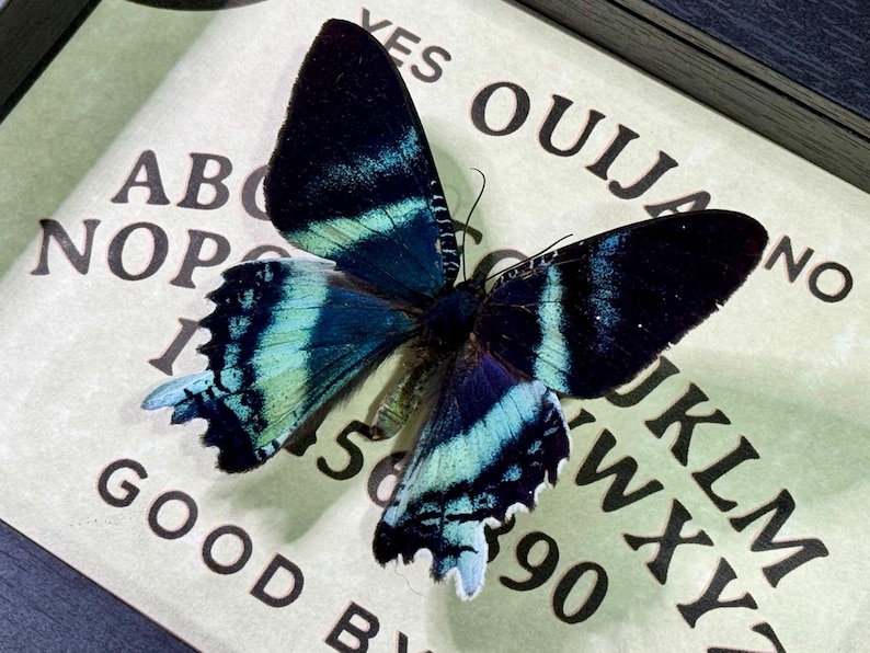 Framed Zodiac Moth Specimen, Alcides Orontes on Ouija Board, Black ...