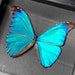 Rare Neon Blue Morpho Butterfly, Morpho Absoloni, Mounted (wings Spread ...