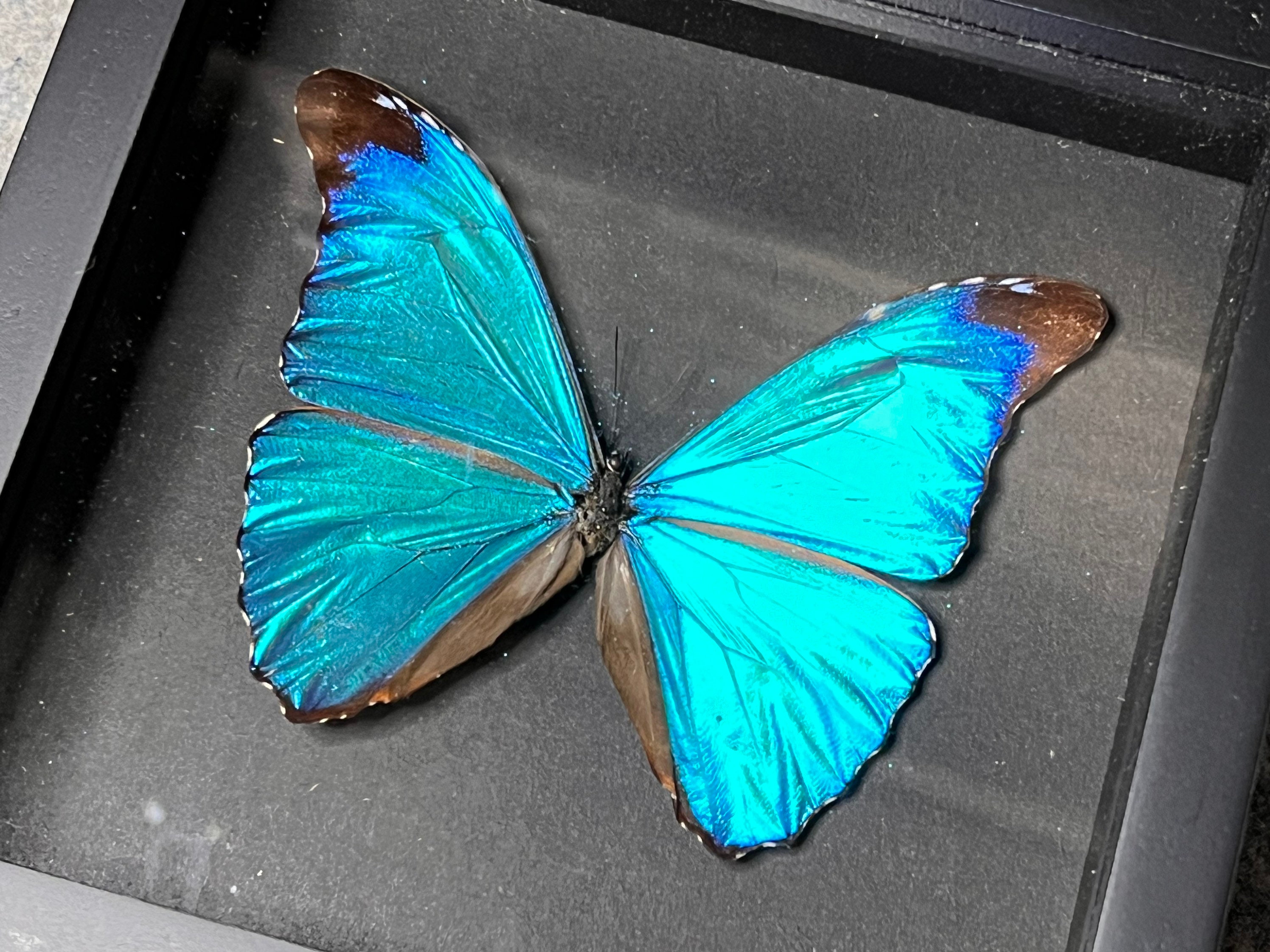 Rare Neon Blue Morpho Butterfly, Morpho Absoloni, Mounted (wings Spread ...
