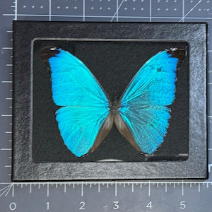 RARE Morpho Absoloni Butterfly, Mounted (wings Spread) in a Riker Mount ...