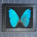 RARE Morpho Absoloni Butterfly, Mounted (wings Spread) in a Riker Mount ...