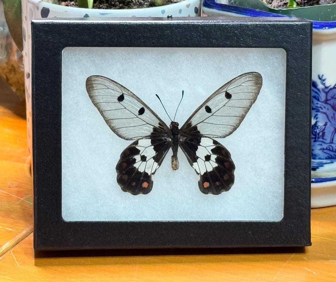 Cressida Cressida, the “big Greasy” Swallowtail Butterfly, Mounted ...
