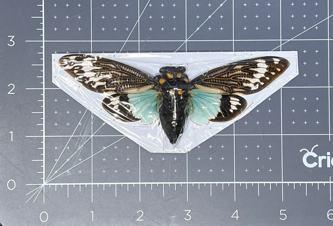 Blue Cicada, Tosena Splendida, Wings Spread, Real, Preserved, Dried ...