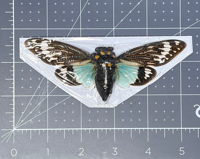 Silver Cicada Skins Shells Exoskeleton - Cicada Skins Lot of 10 ...