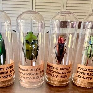 Real, Dried Insect, Beetle, Bug in a Bell Jar, Cloche, Dome Jar ...