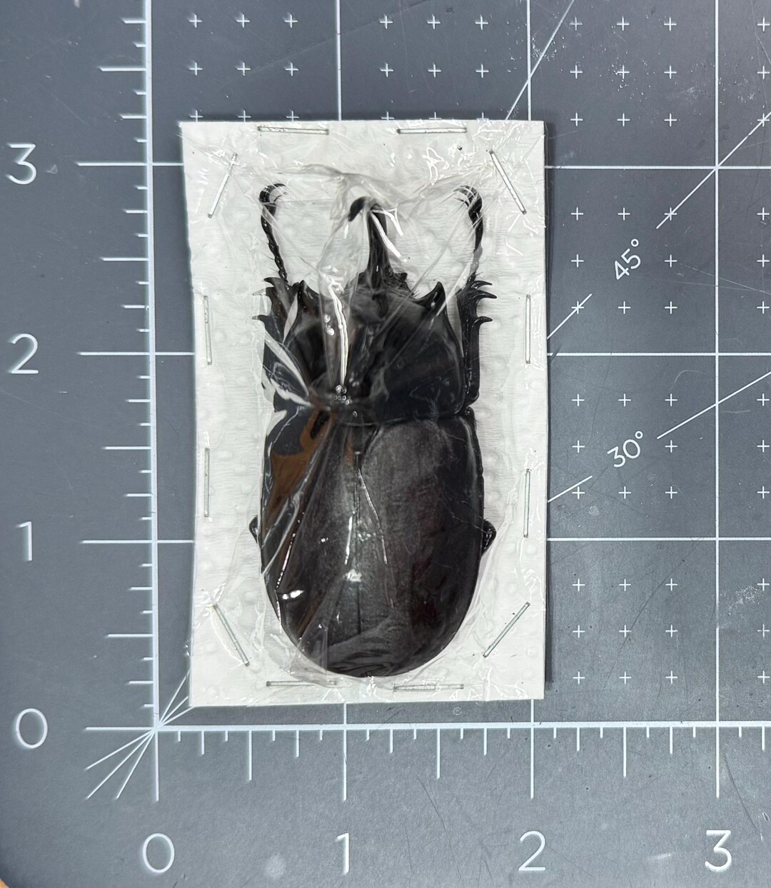 Eupatorus Birmanicus, Large Rabbit Bunny Ear Beetle, Thailand ...