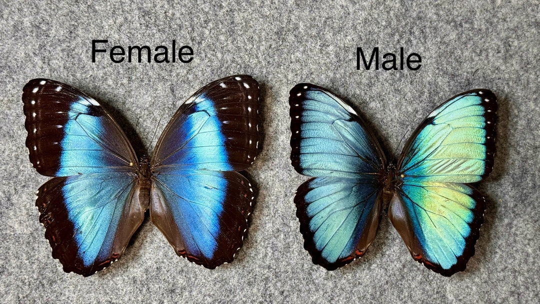 Morpho Peleides, Blue Emperor Morpho Butterfly, Male OR Female, Wings Closed, Preserved, Dried ...